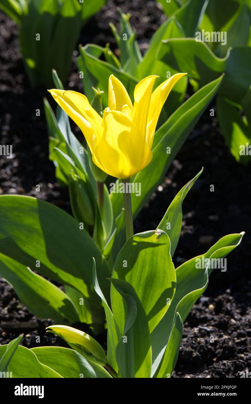 Triumph tulipa yellow crown hi-res stock photography and images - Alamy