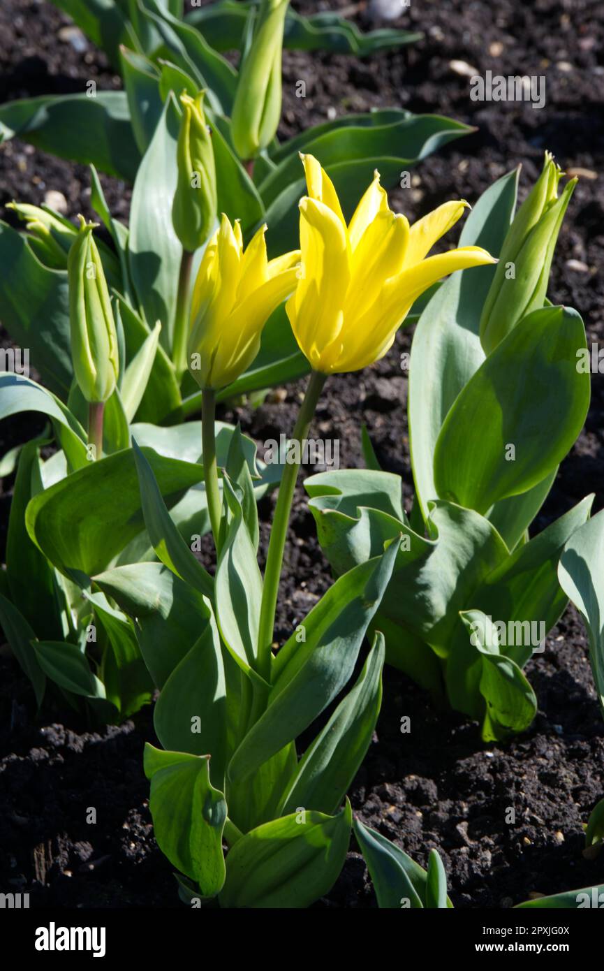 Triumph tulipa yellow crown hi-res stock photography and images - Alamy