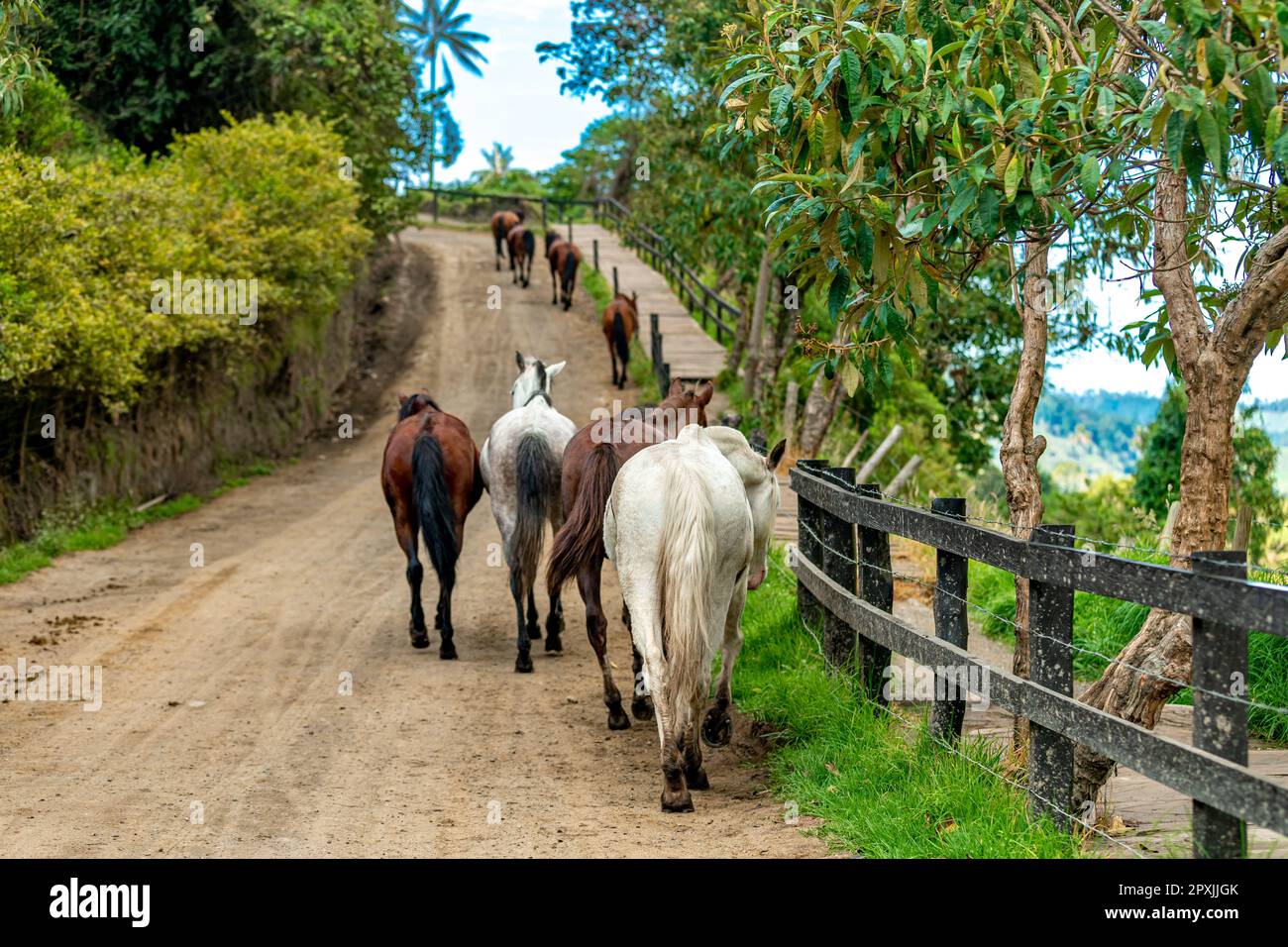 Quality road horse hi-res stock photography and images - Alamy
