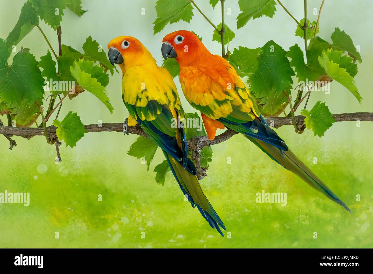 sun parakeet red factor and normal Stock Photo - Alamy