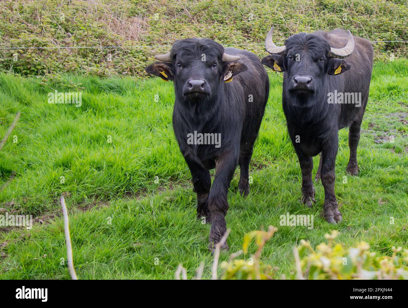 italian mediterranean buffalo or Bufala Mediterranea Italiana close up ...