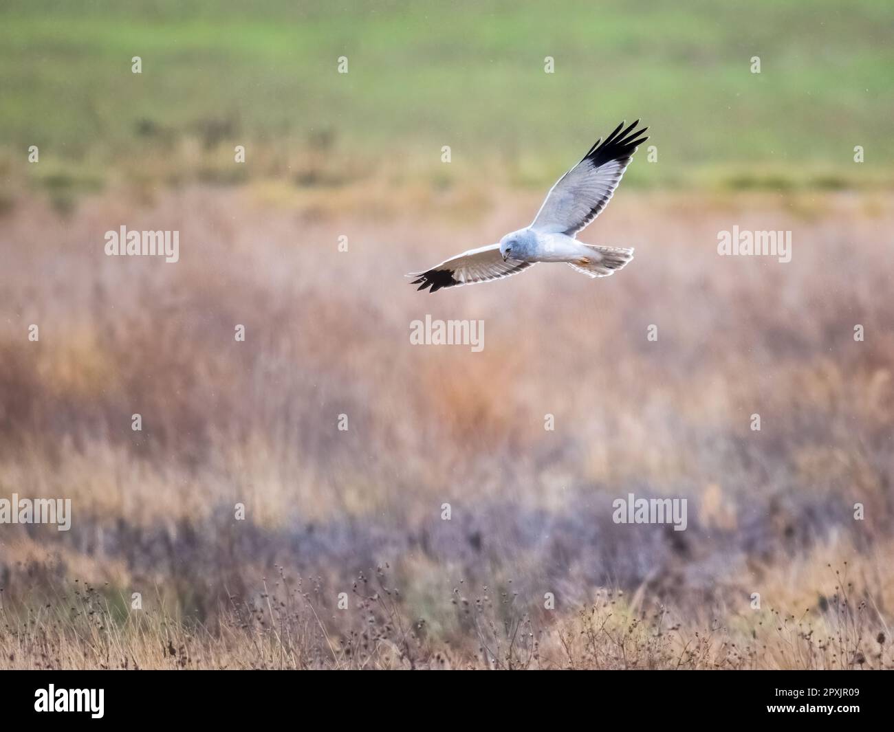 Beautiful male northern harrier - Circus hudsonius - marsh hawk, grey ...