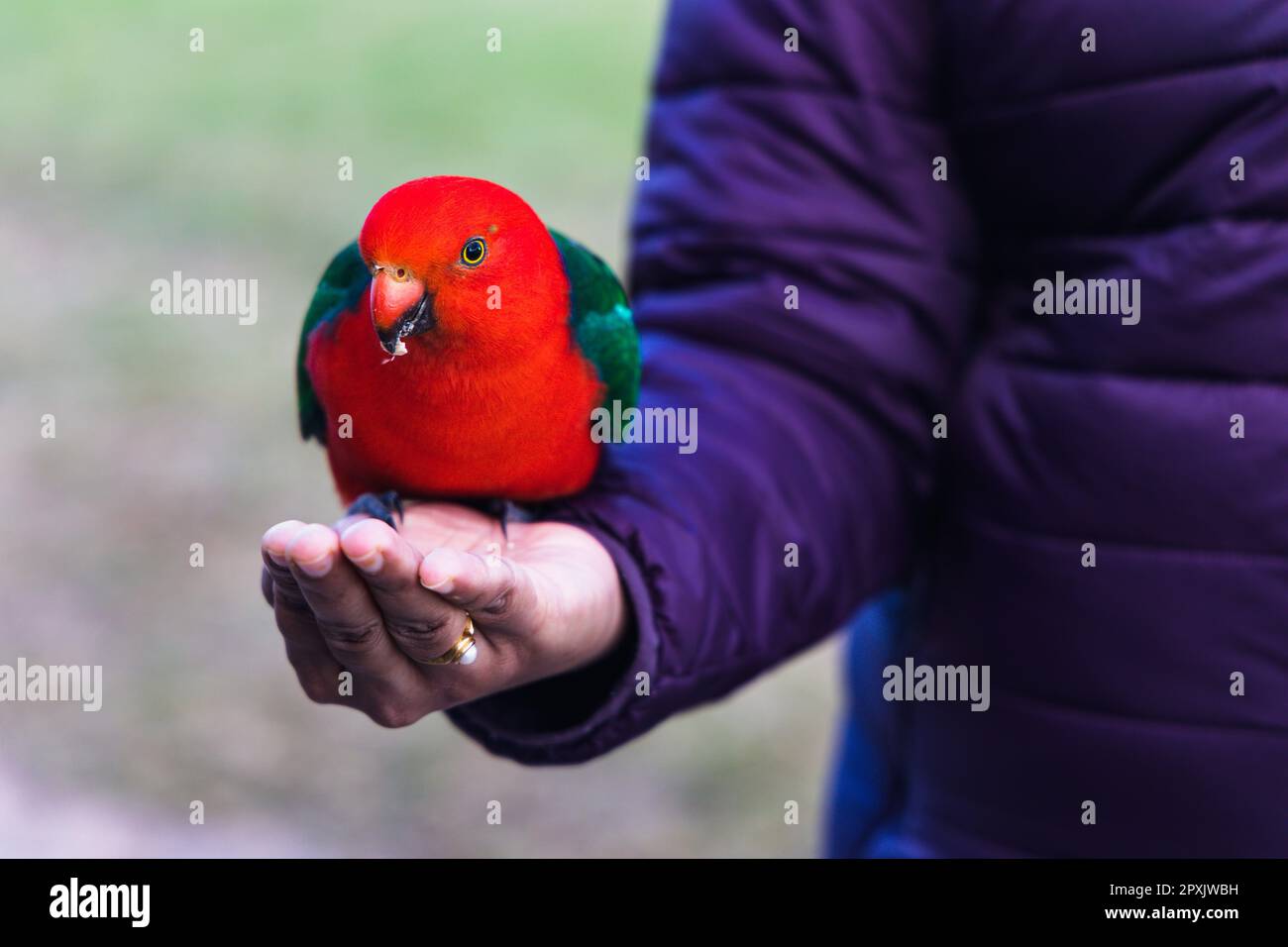The Australian king parrot. Scientific Name: Alisterus scapularis Stock ...