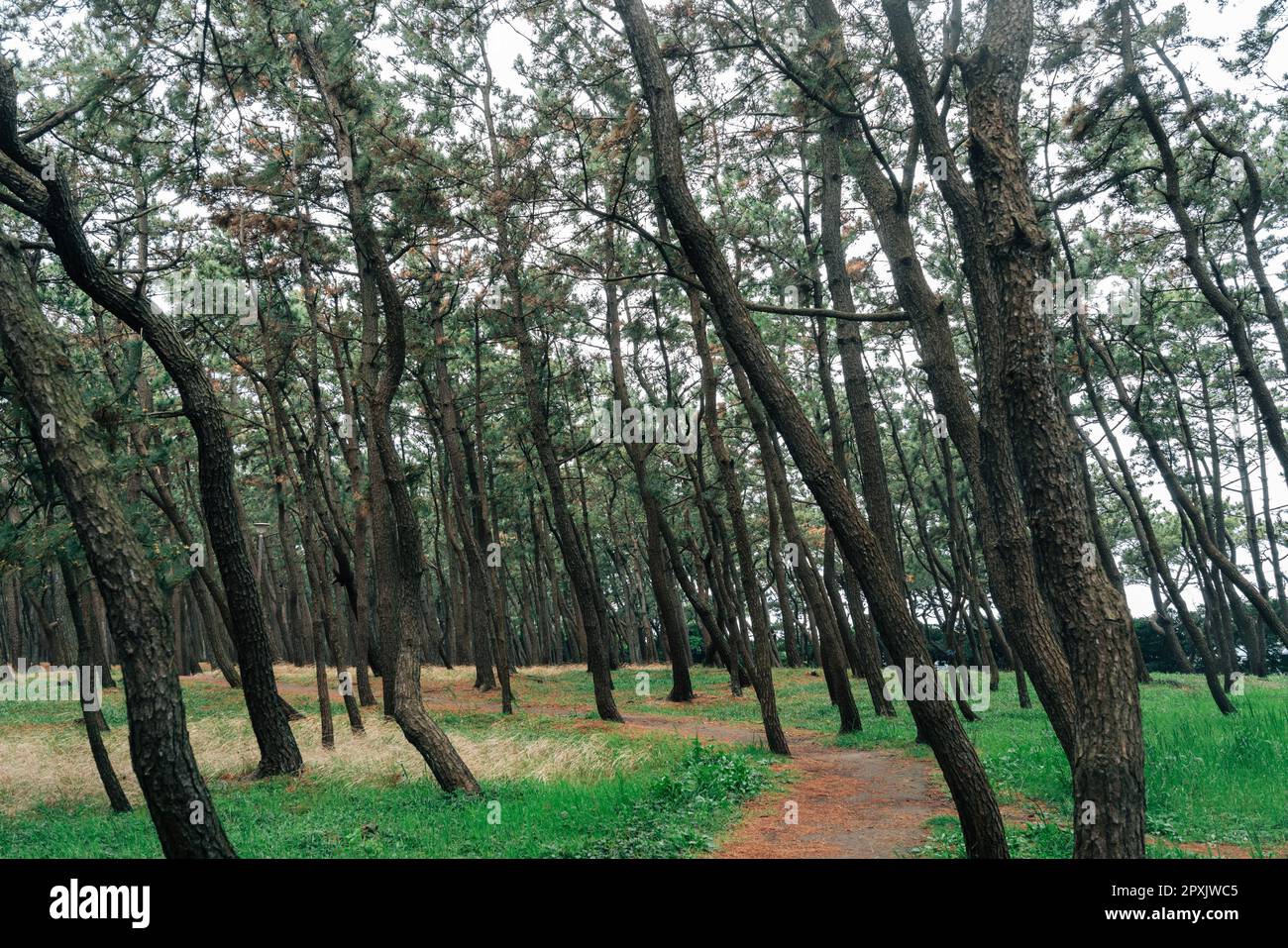 Pine tree forest japan hi-res stock photography and images - Alamy