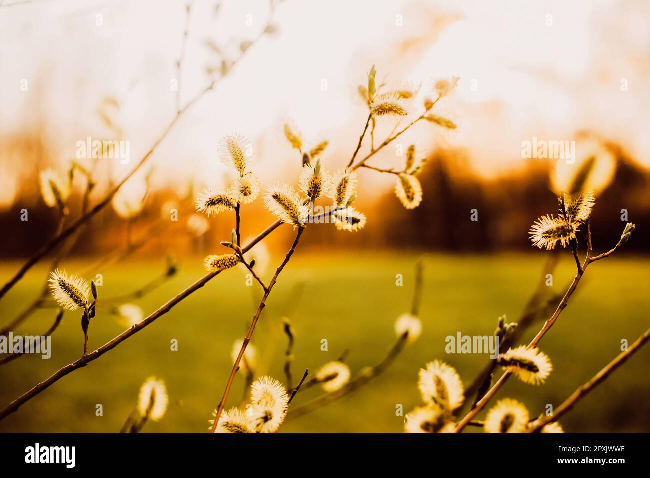 A photo of blooming willow trees during early spring at sunset. Natural ...