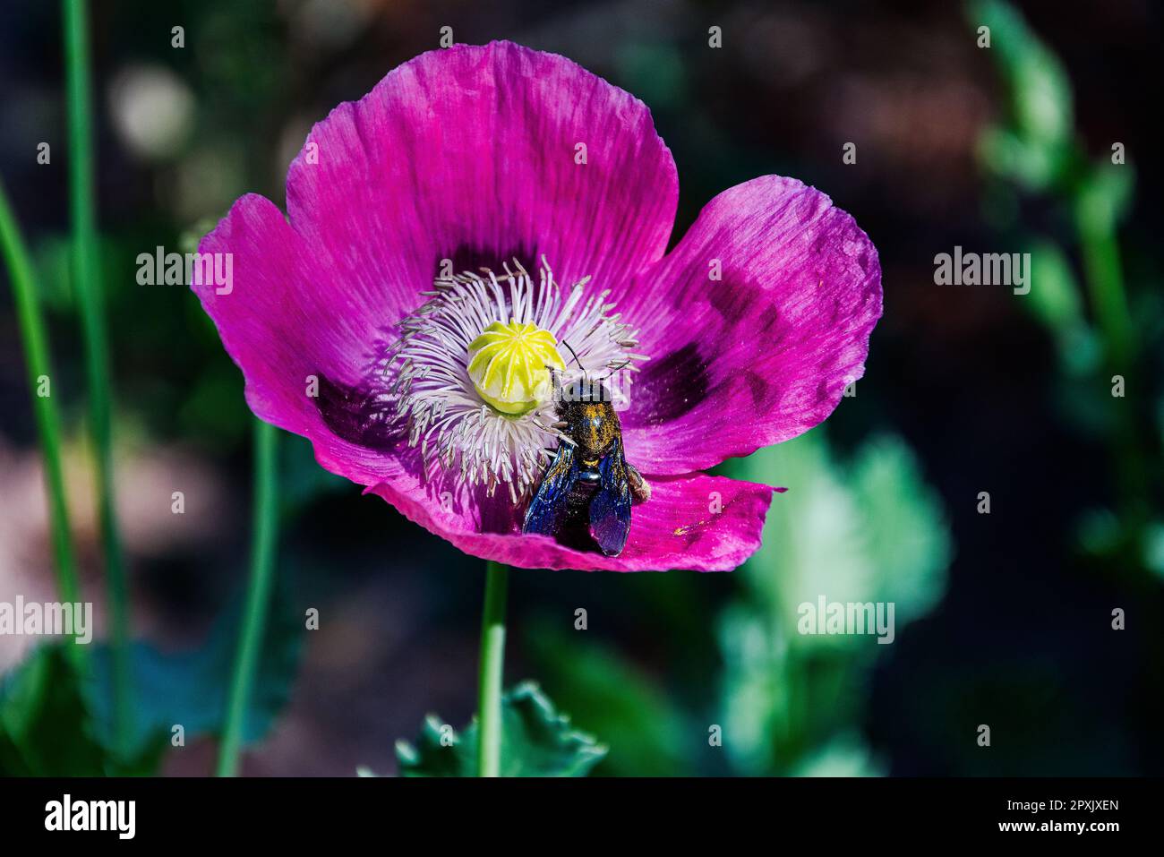 Insect in process of nectar extraction and pollination Stock Photo - Alamy