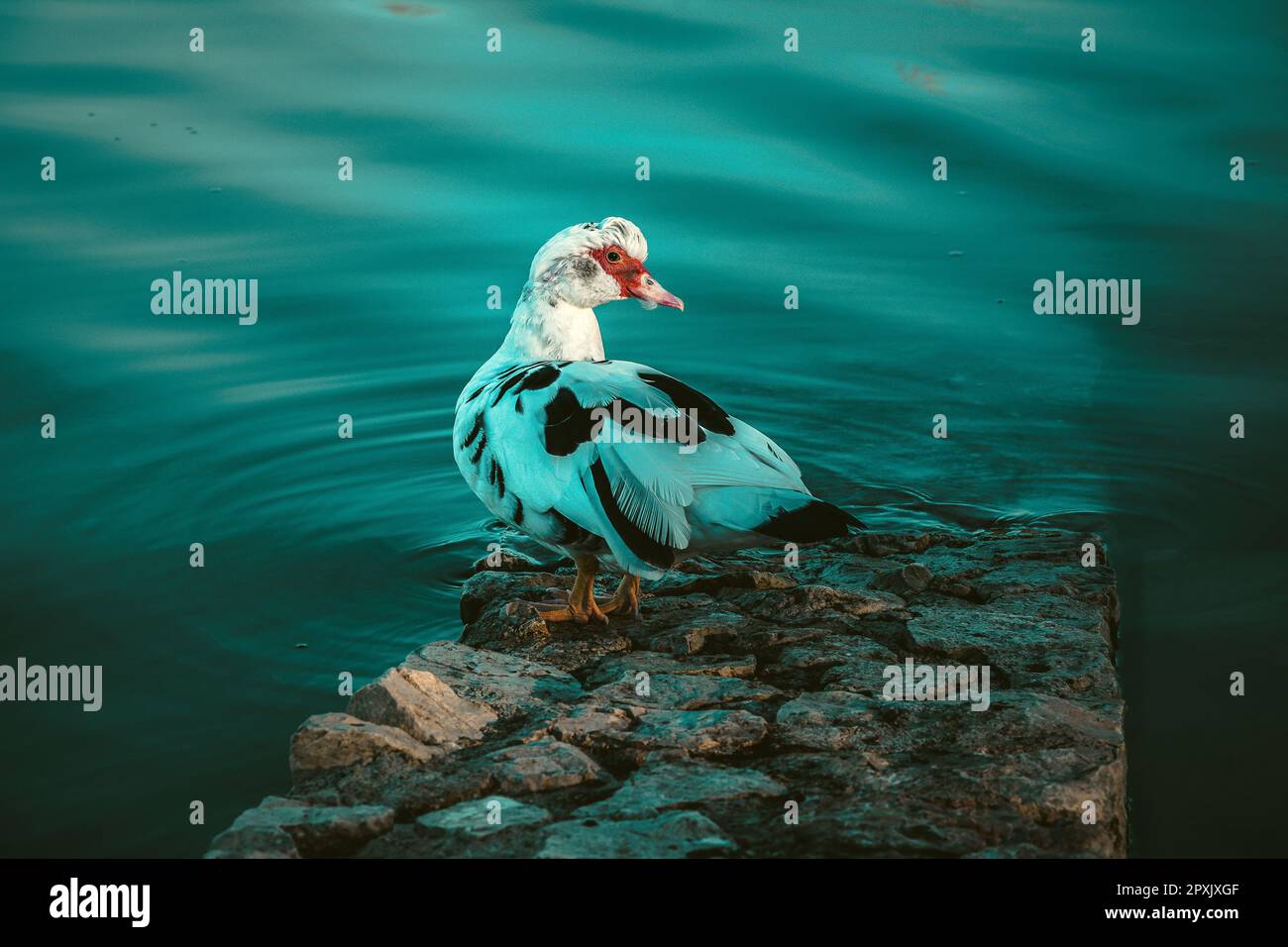 Hybrid duck among the different domestic duck genera: domestic muscovy ...
