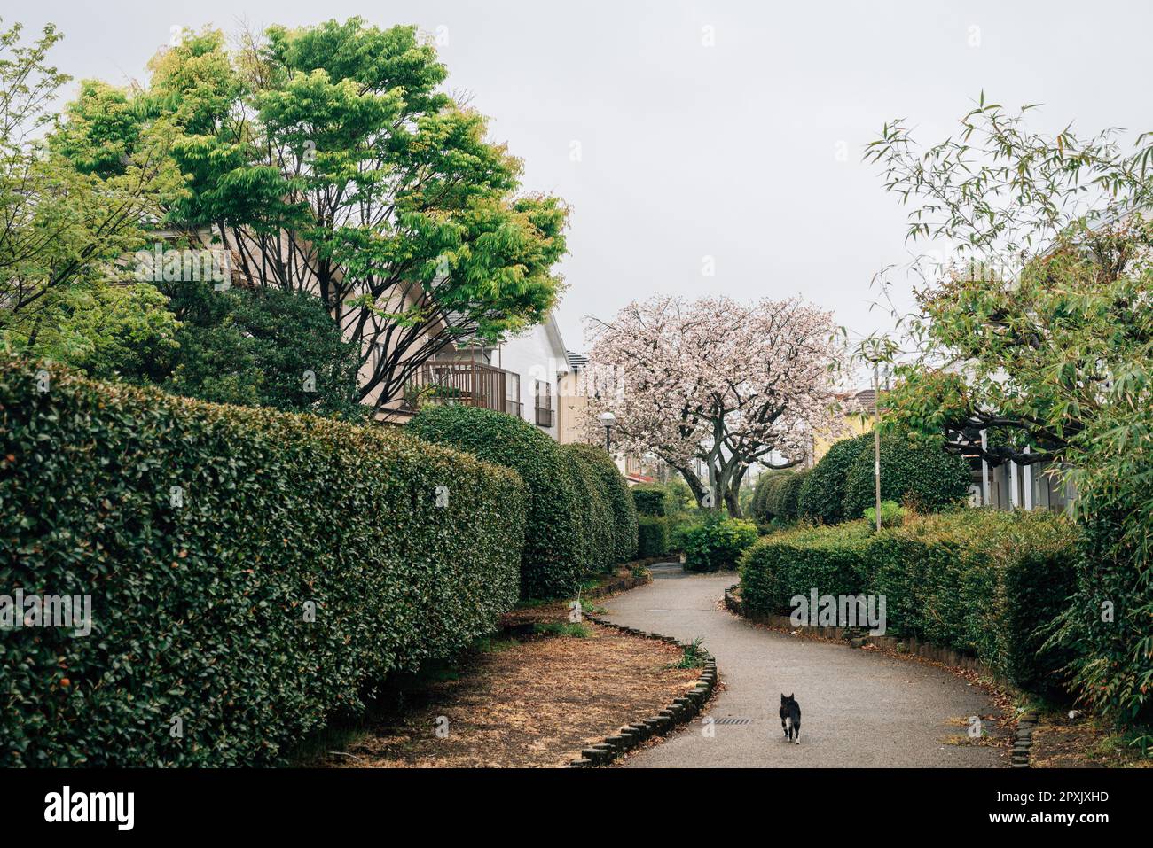 Numazu village alley with cherry blossom in Shizuoka, Japan Stock Photo ...