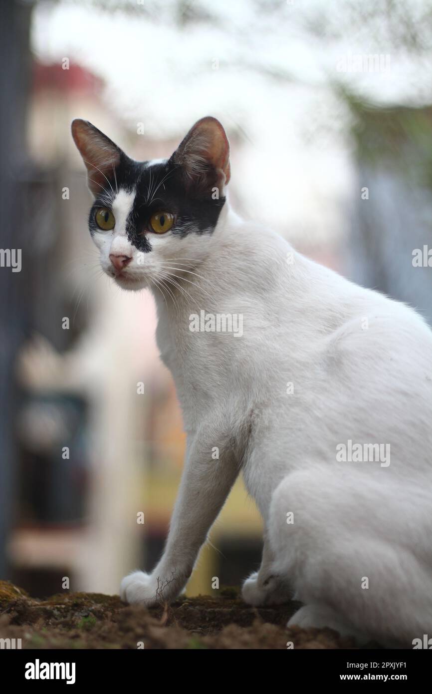 A black and white cat perched on the ground, looking off into the ...
