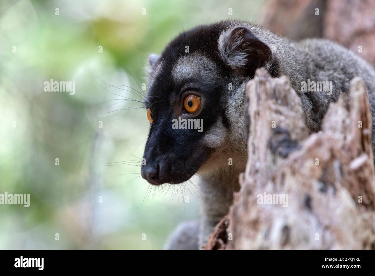 Cute Common brown lemur (Eulemur fulvus) with orange eyes. Endangered ...