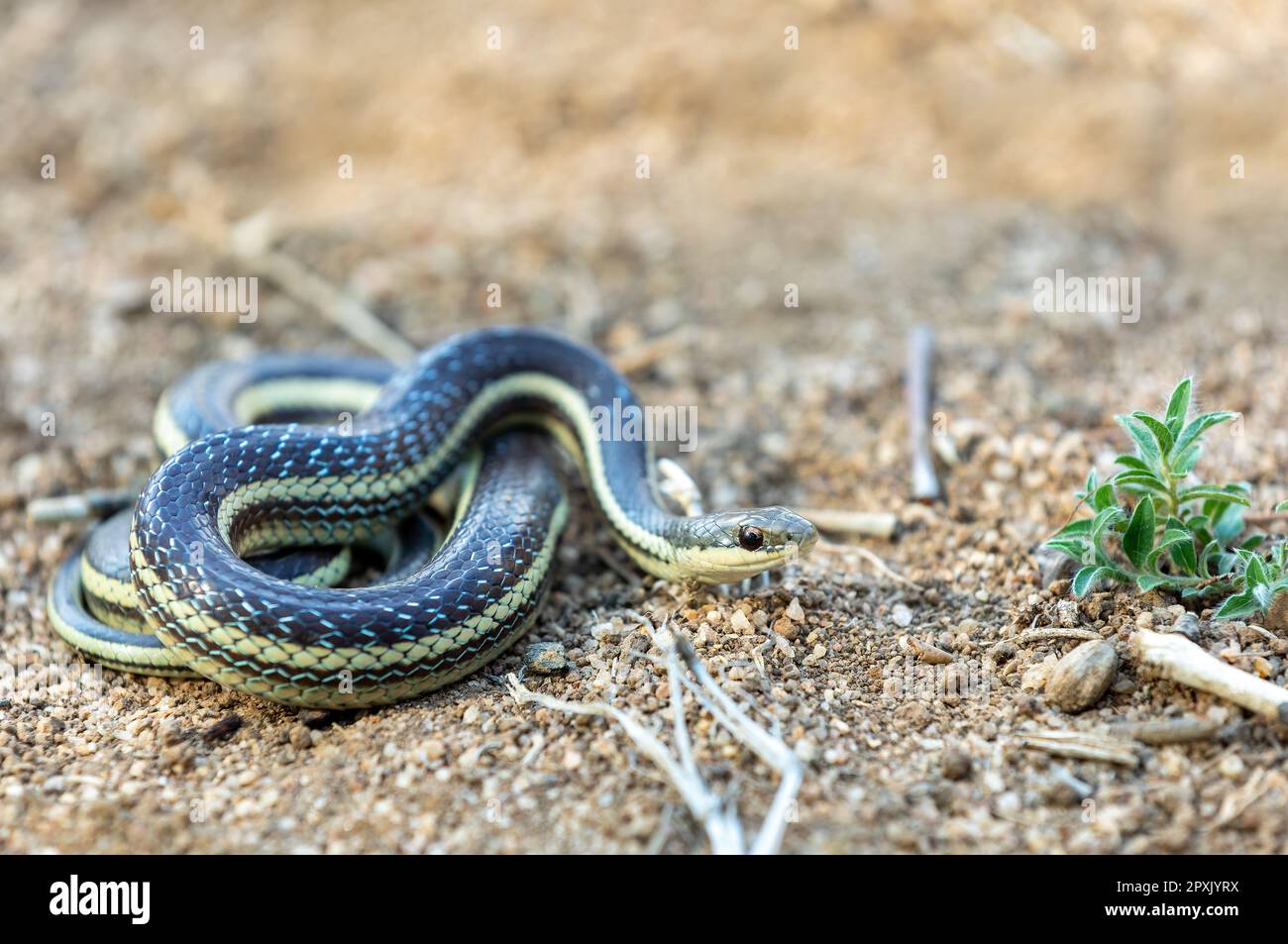 Thamnosophis lateralis, commonly known as the lateral water snake, is a ...