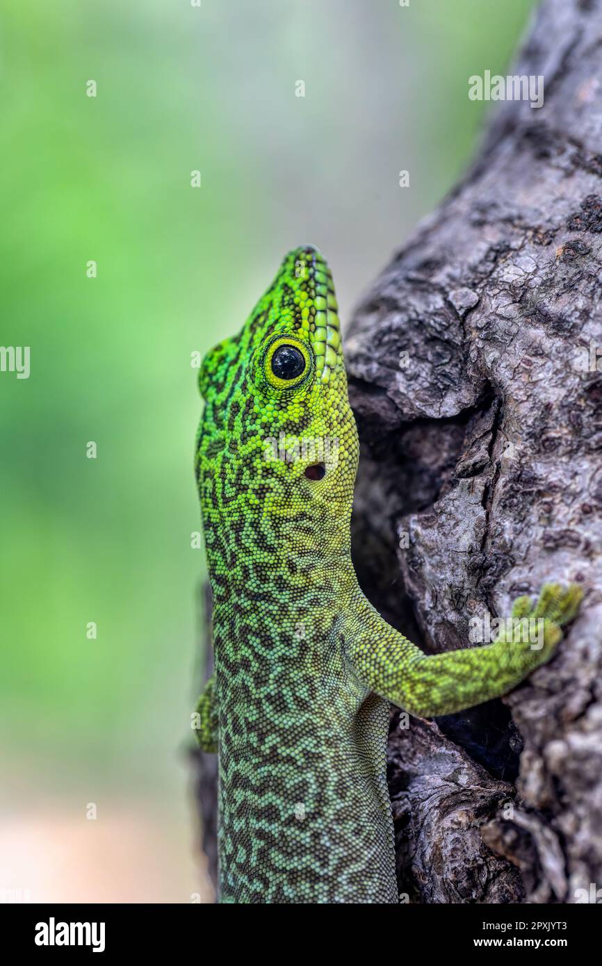 Standing's day gecko (Phelsuma standingi) is an arboreal and diurnal ...