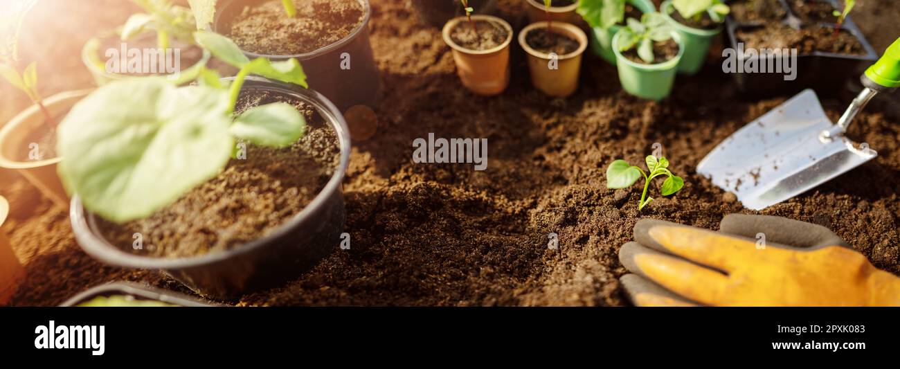 Human's hands seedling a plant sprout in the black soil.. Concept of a ...