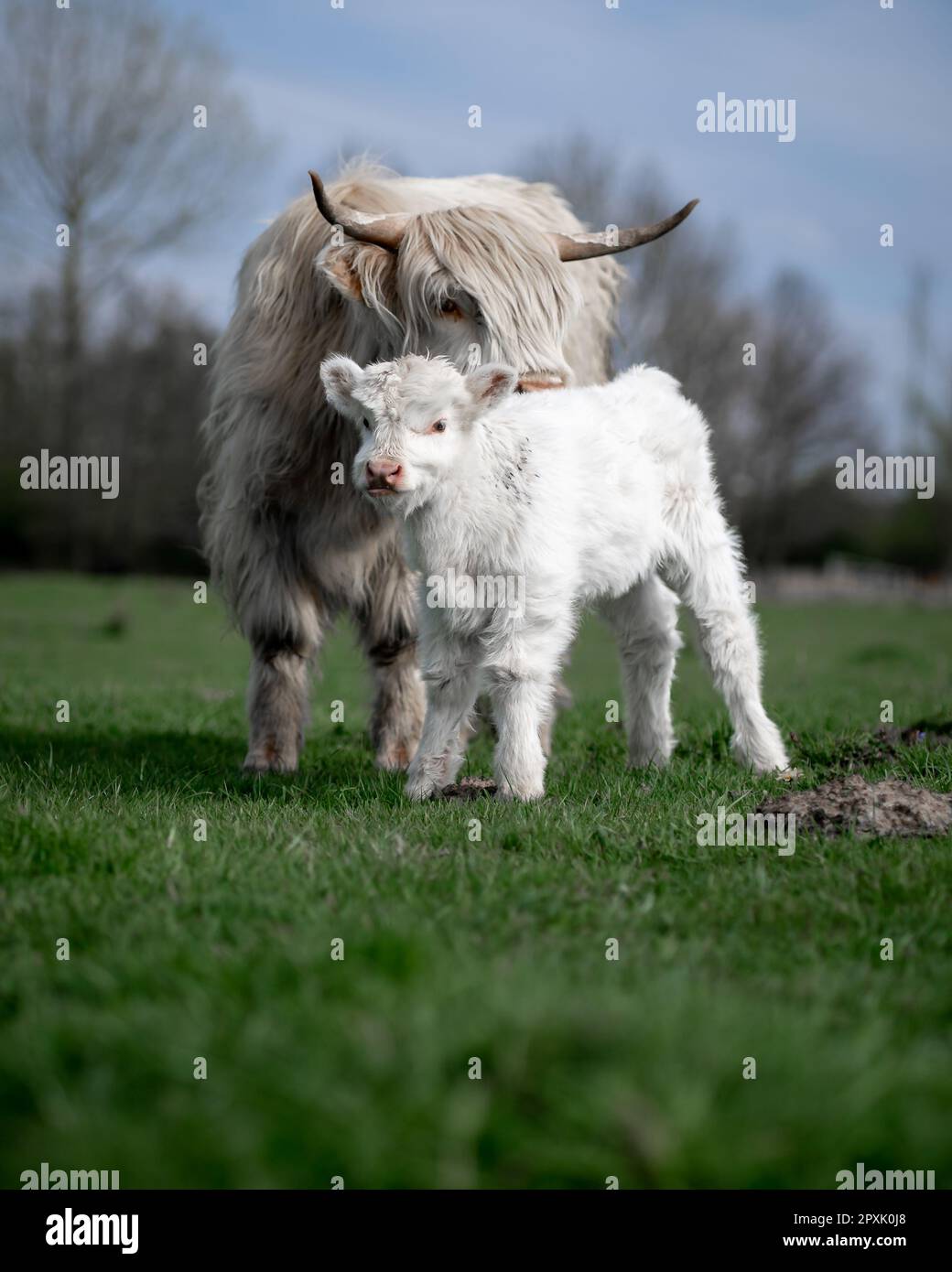 A loving mother Scottish Highlander standing in a lush, green meadow ...