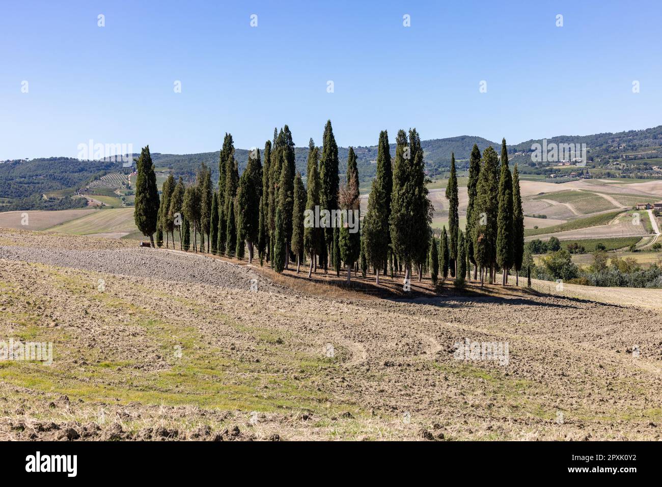 Iconic group of cypress trees in a field, near San Quirico, Tuscany ...