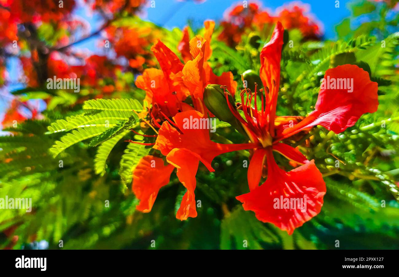 Flamboyant or Delonix Regia red flowers closeup. Beautiful tropical flame tree flowers. Royal ...