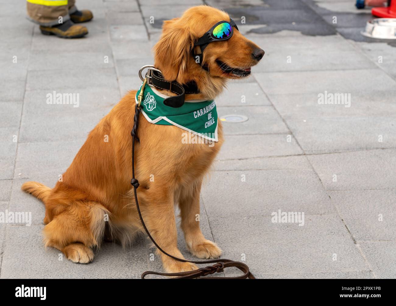 A golden retriever dog of the Carabineros de Chile sitting on a city ...