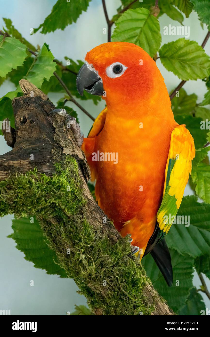 Sun conure parakeet aratinga solstitialis hi-res stock photography and ...
