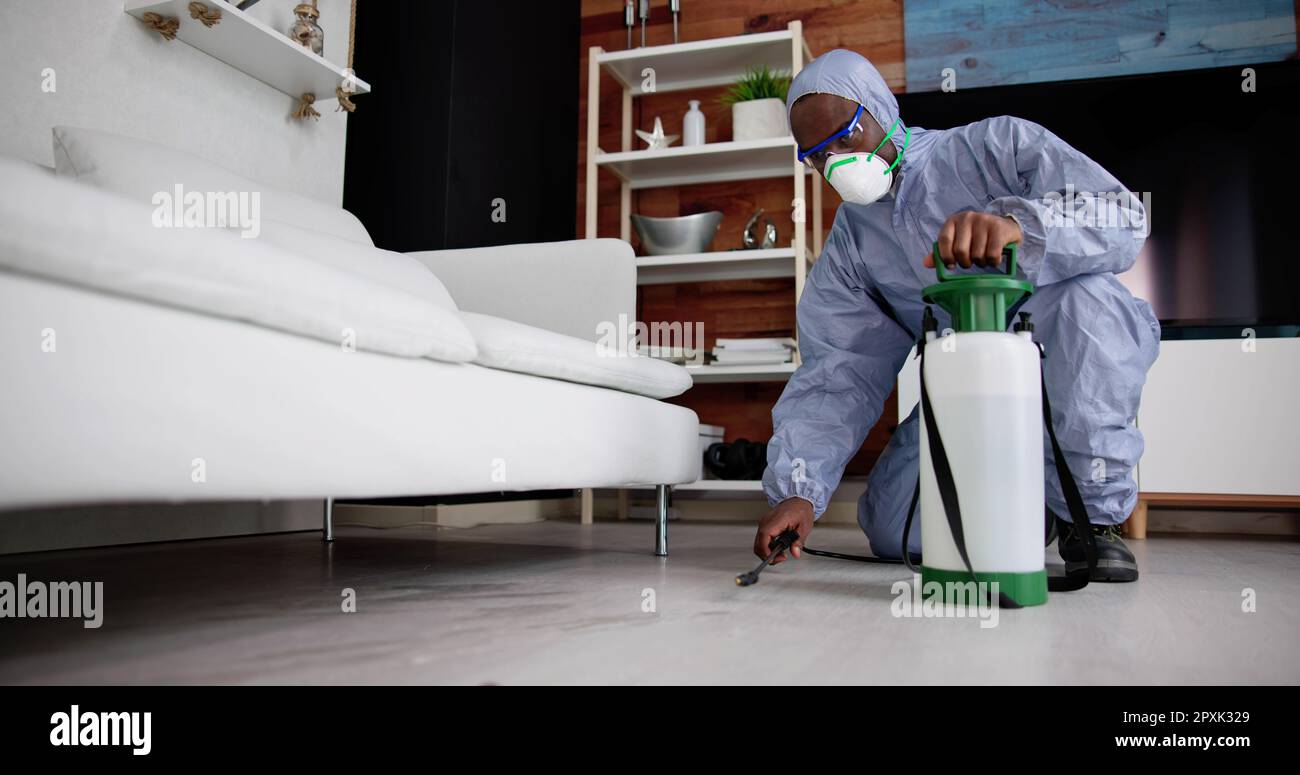 Exterminate Pest Termites In Living Room Service Stock Photo - Alamy