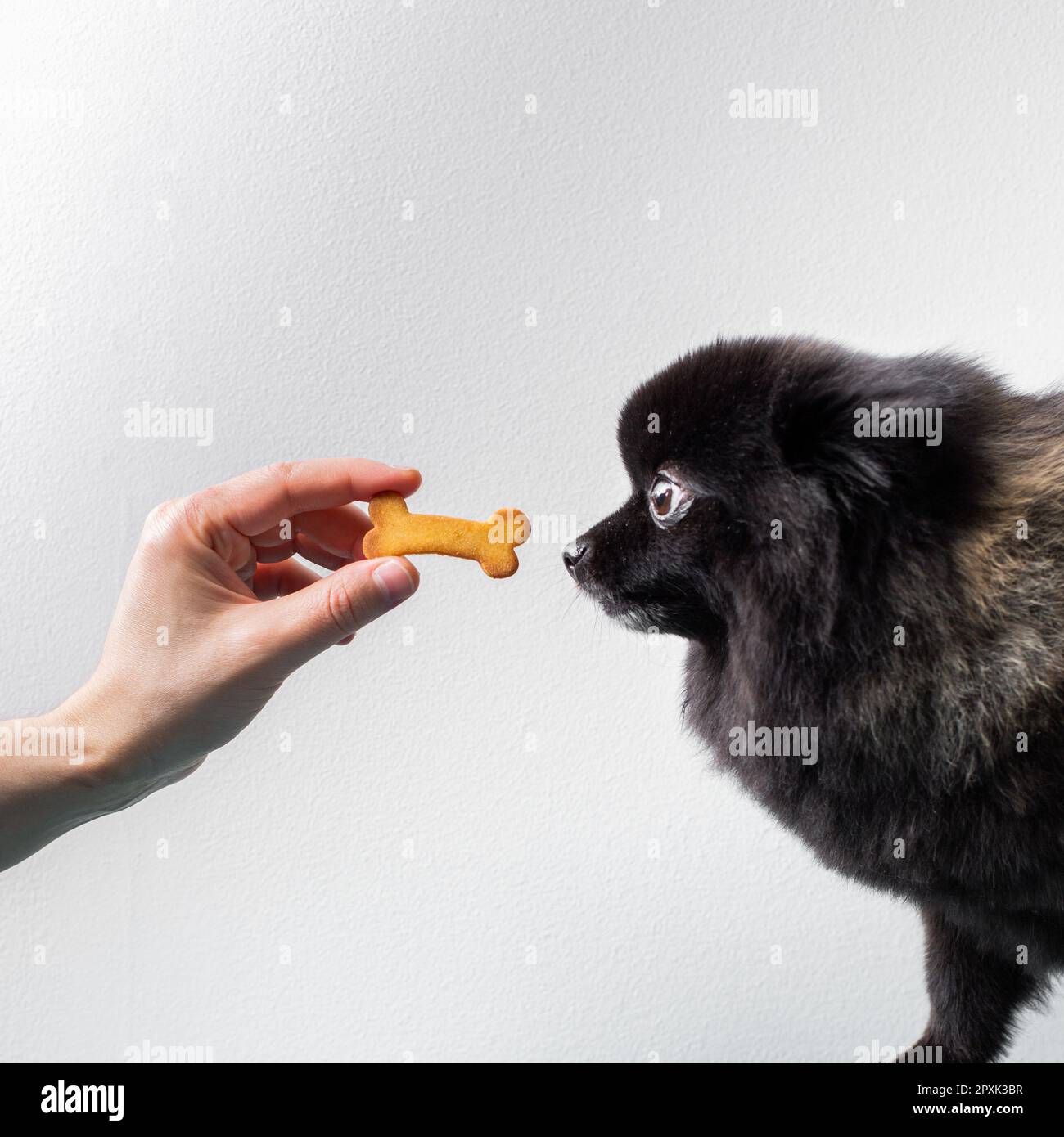 A happy, friendly dog receiving a tasty treat from an outstretched hand ...