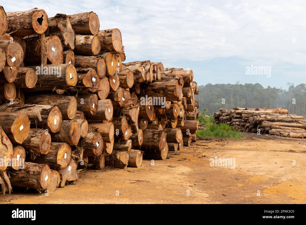 Wood log storage yard. Legally extracted from a Brazilian Amazon ...