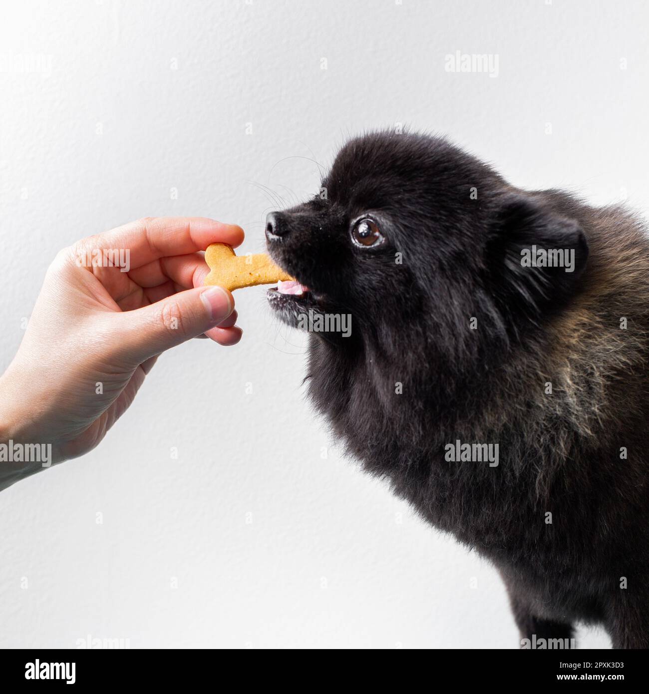 A happy, friendly dog receiving a tasty treat from an outstretched hand ...