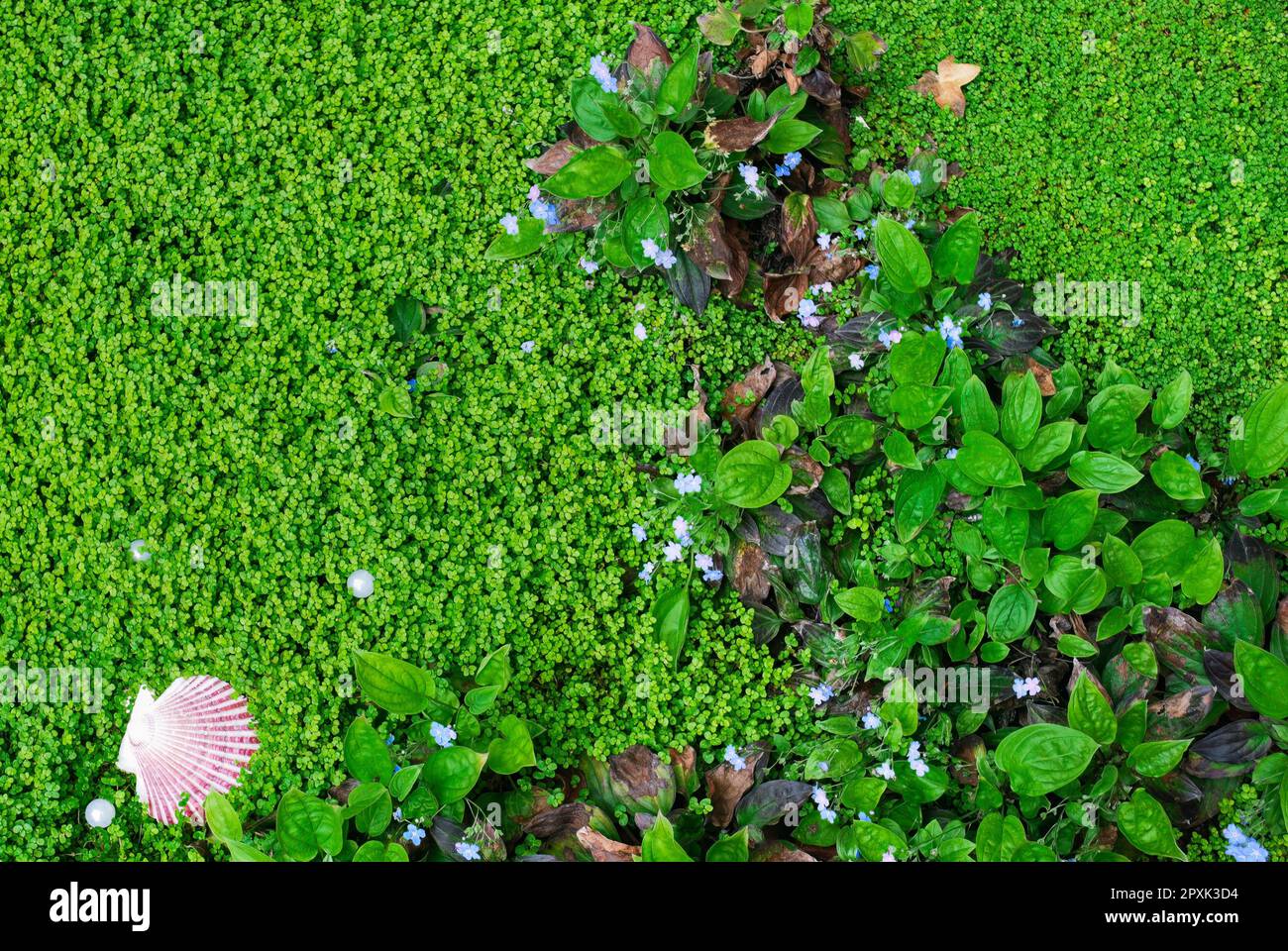 Tiny seaweed growth on hi-res stock photography and images - Alamy