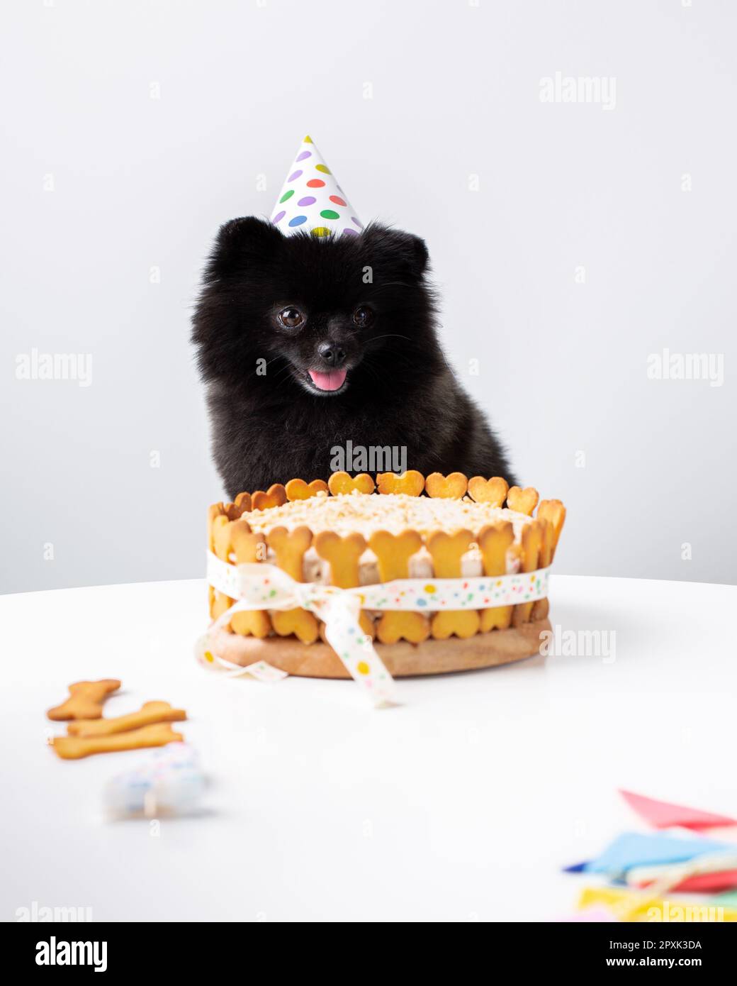 Adorable Pomeranian dog celebrating a special event with a colorful ...