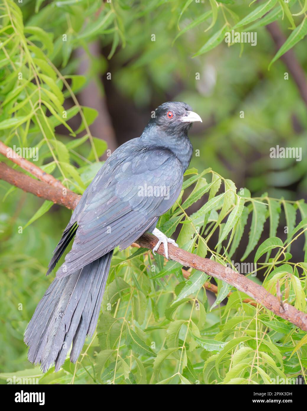 A close-up of an Asian koel (Eudynamys scolopaceus) on a leafy branch ...
