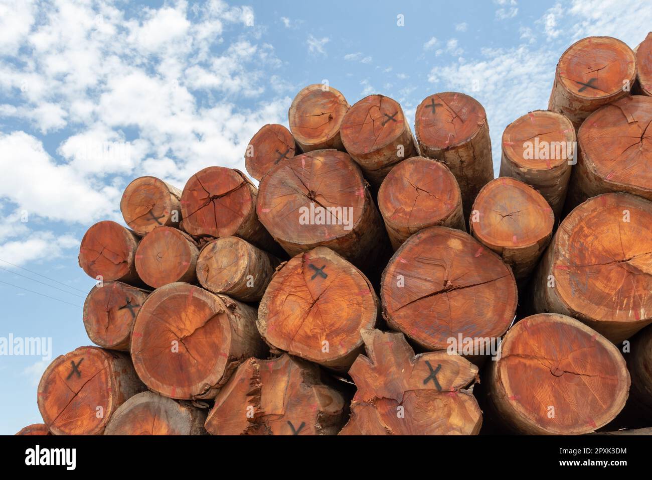 Stack of logs extracted from an area of a brazilian Amazon rainforest ...