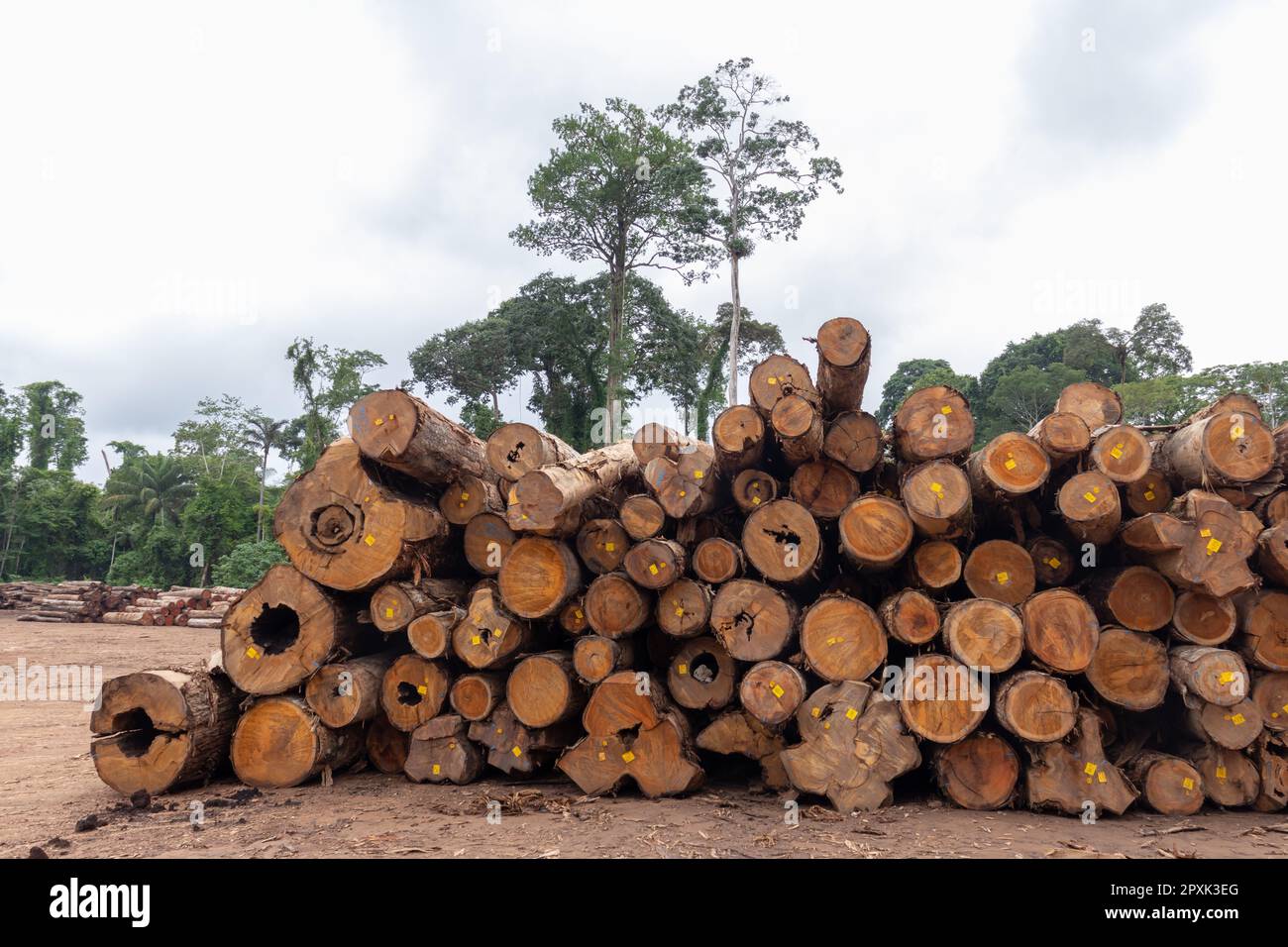 Wood log storage yard. Legally extracted from a Brazilian Amazon ...