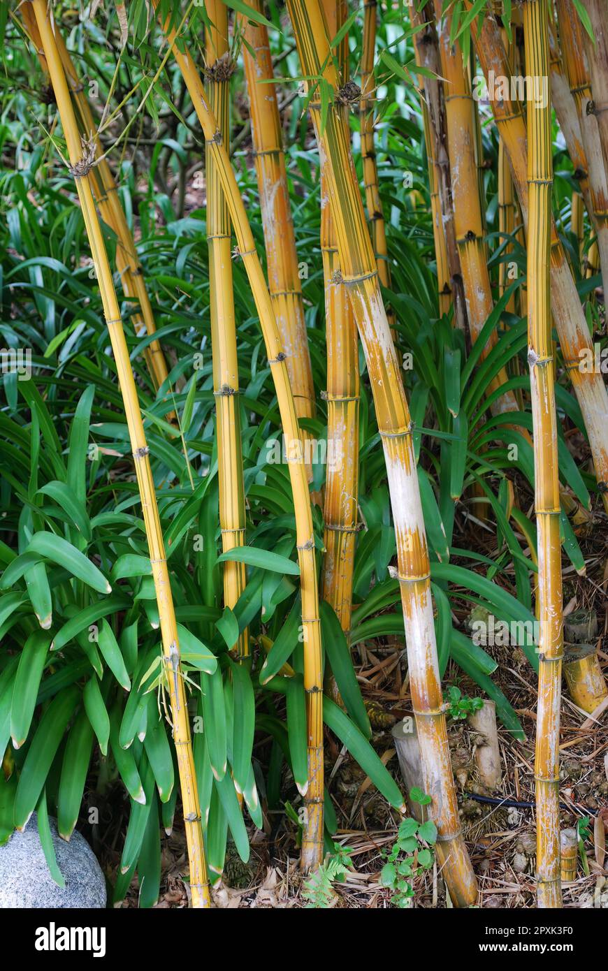 A lush landscape of vibrant bamboo plants growing alongside other lush ...