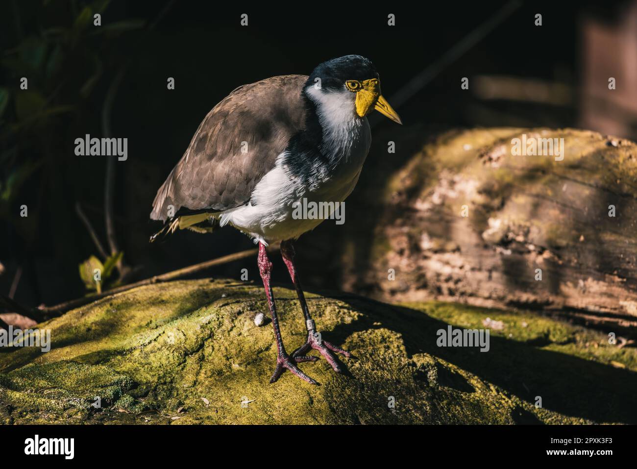 A Javan lapwing (Vanellus macropterus) bird in a shady area of a ...