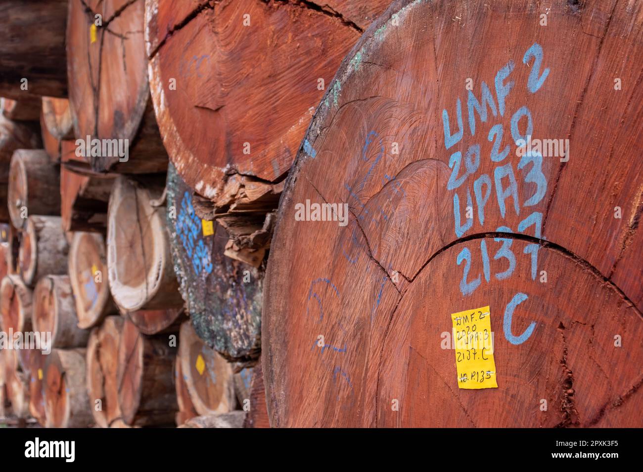 Pile of wood logs legally extracted from a region of the Brazilian ...