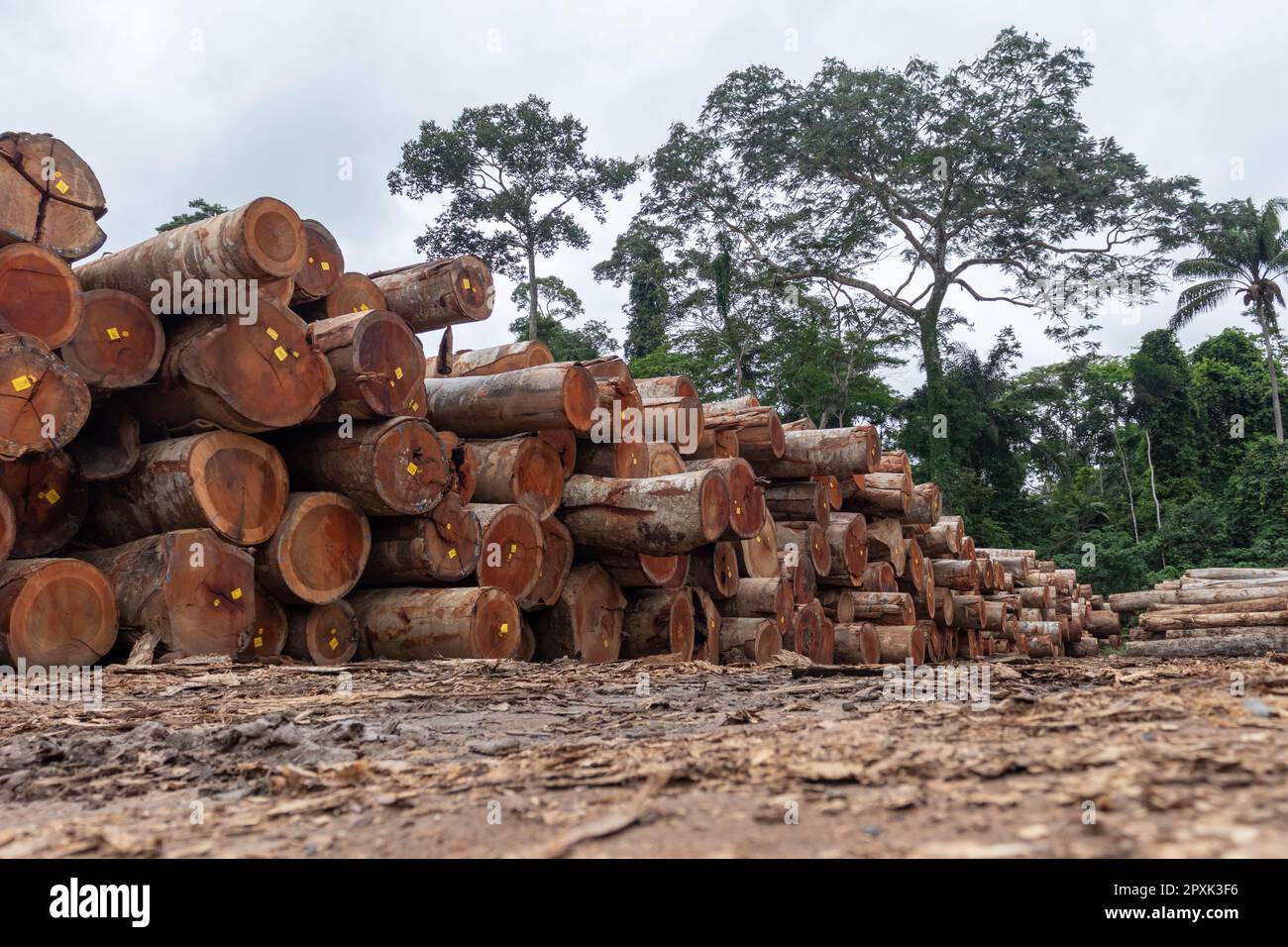 Wood log storage yard. Legally extracted from a Brazilian Amazon ...