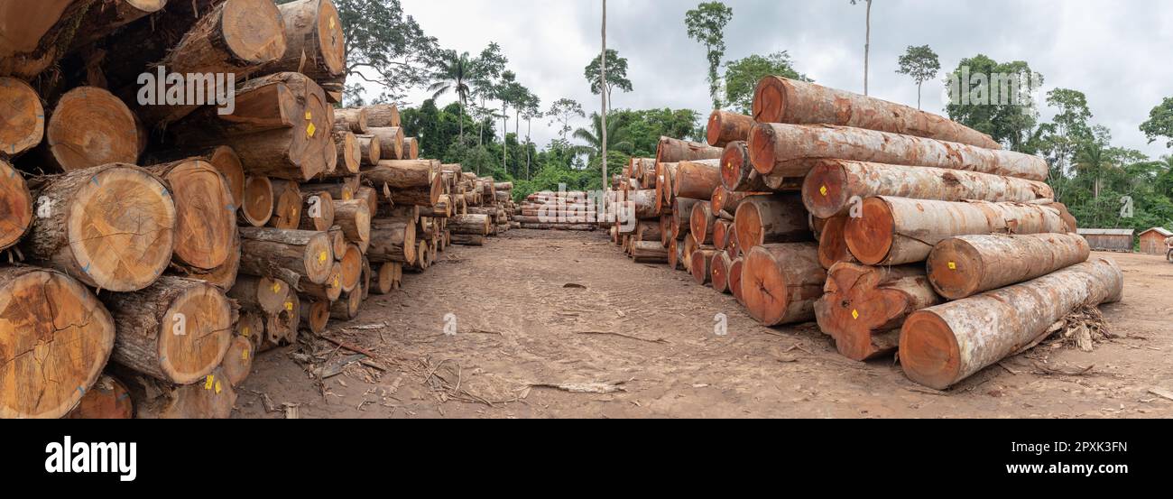 Wood log storage yard. Legally extracted from a Brazilian Amazon ...