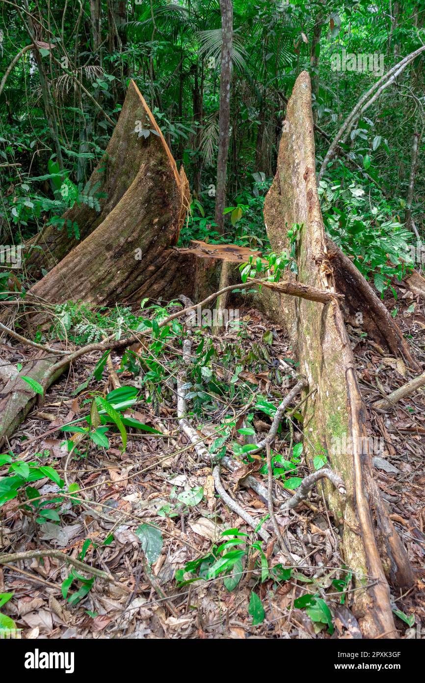 Tree stump that was extracted from the Brazilian Amazon rainforest ...