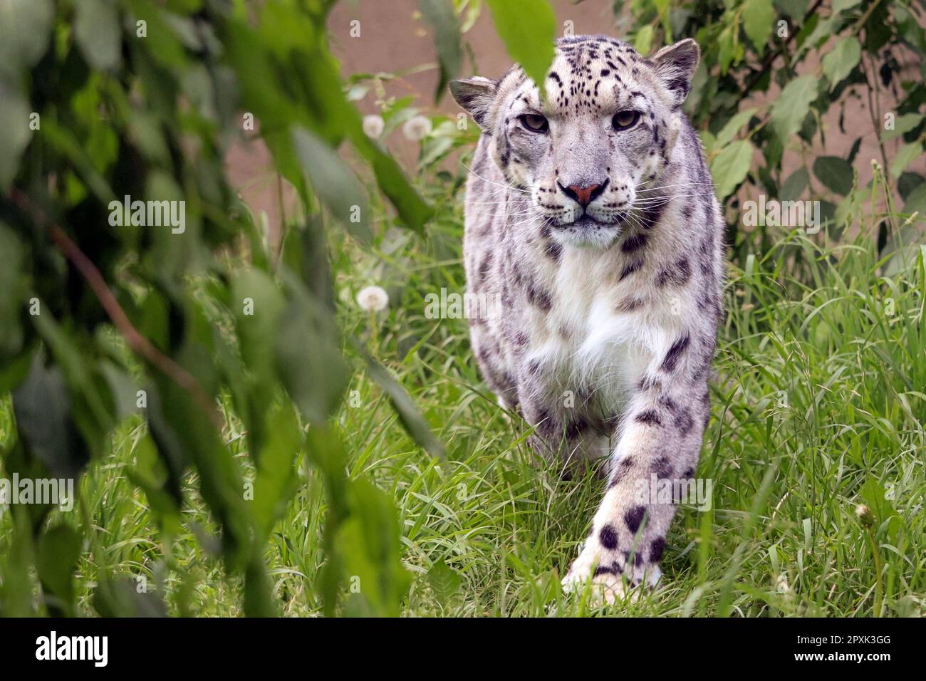 A beautiful snow leopard with unique white spot markings on its face ...