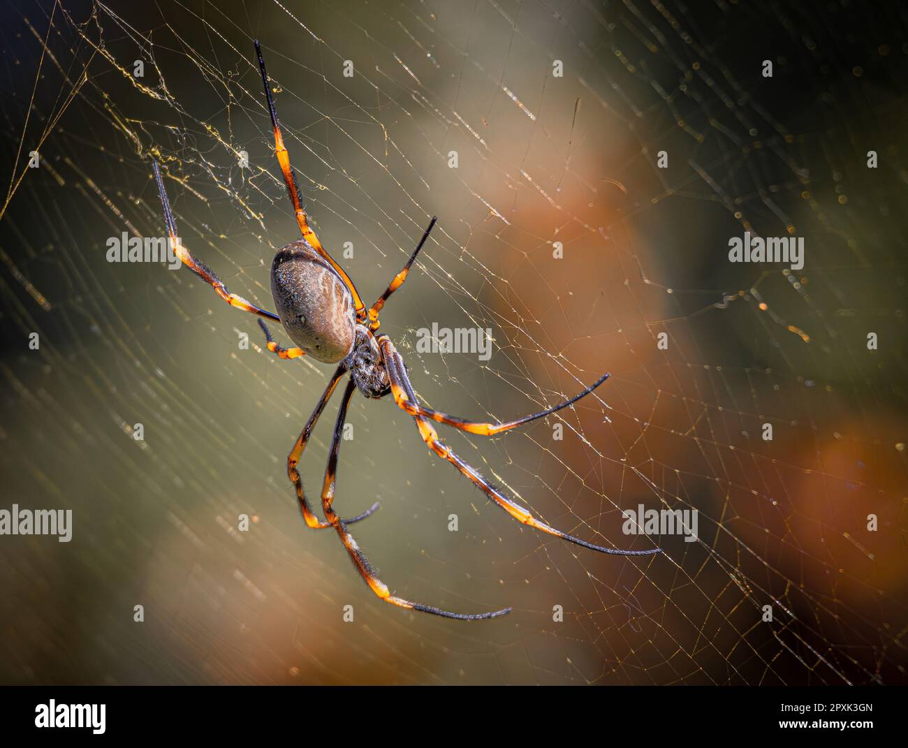 A close-up of a red-legged golden orb-weaver spider (Trichonephila ...