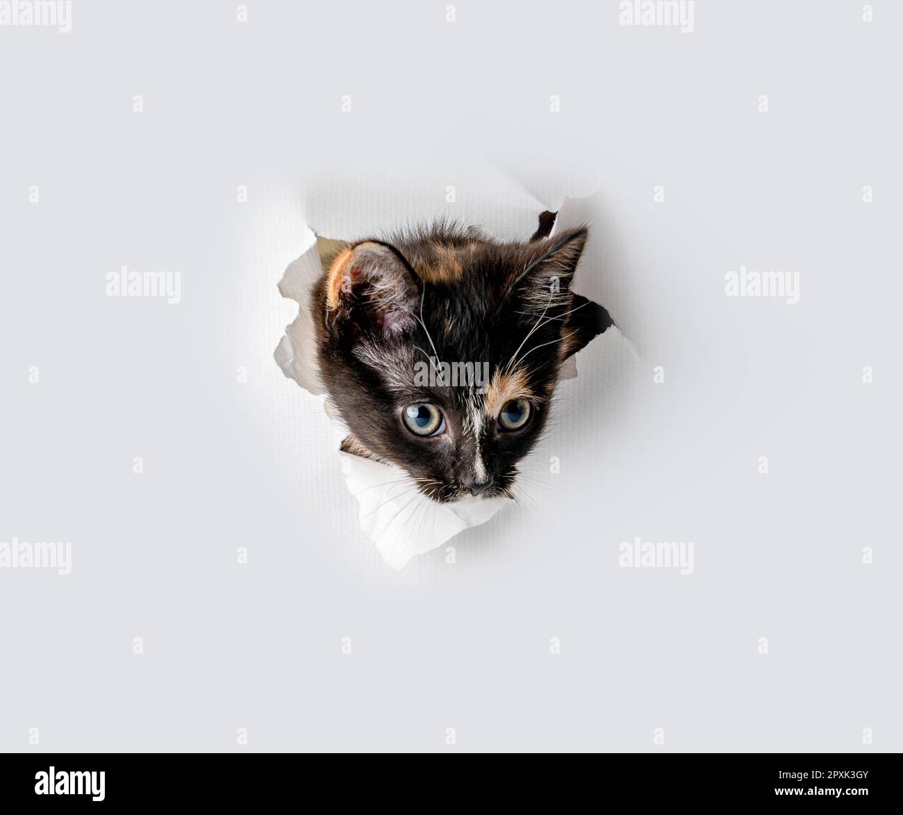 Torn out sheet hi-res stock photography and images - Alamy