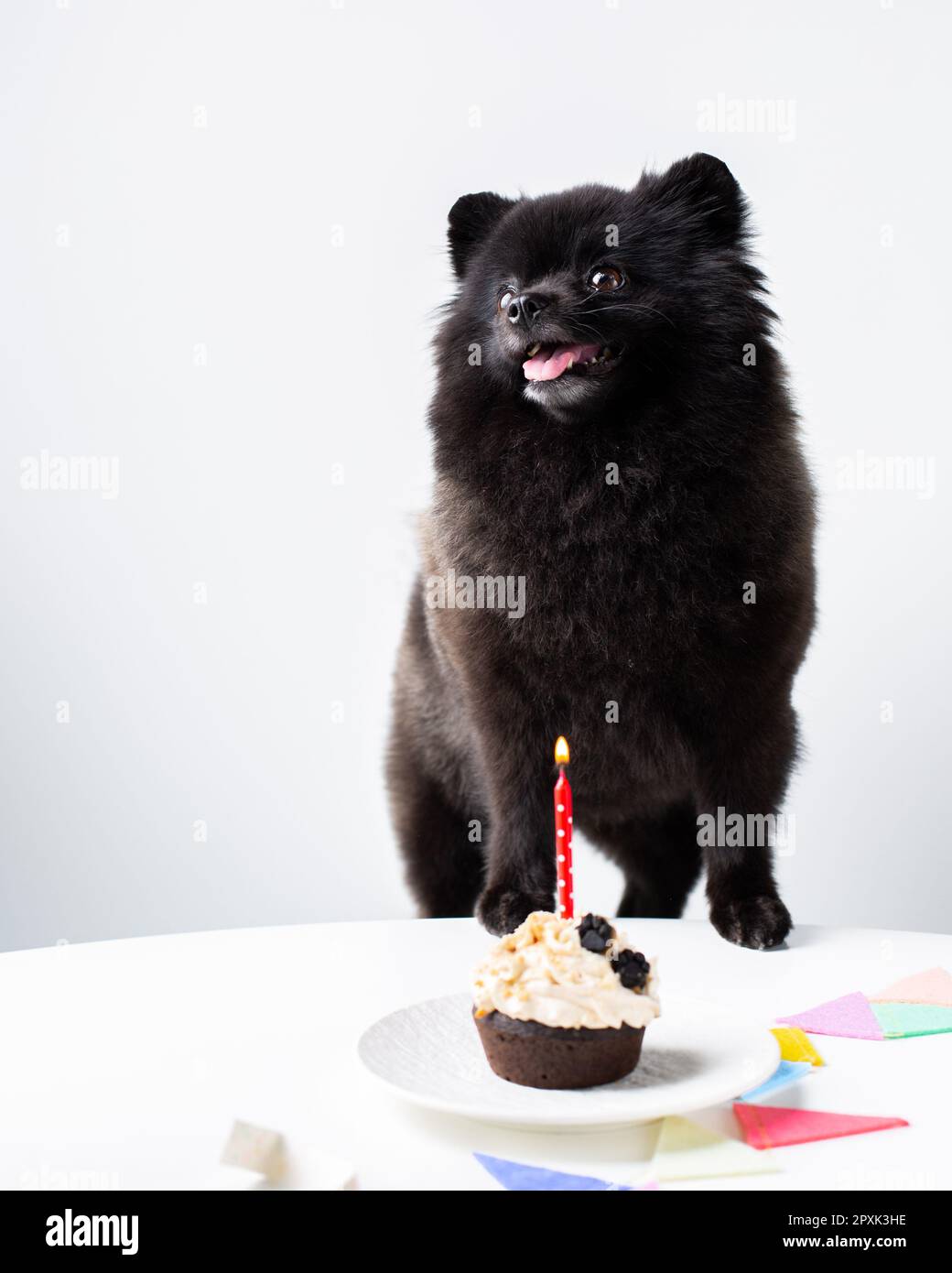 Adorable Pomeranian dog celebrating a special event with a colorful ...