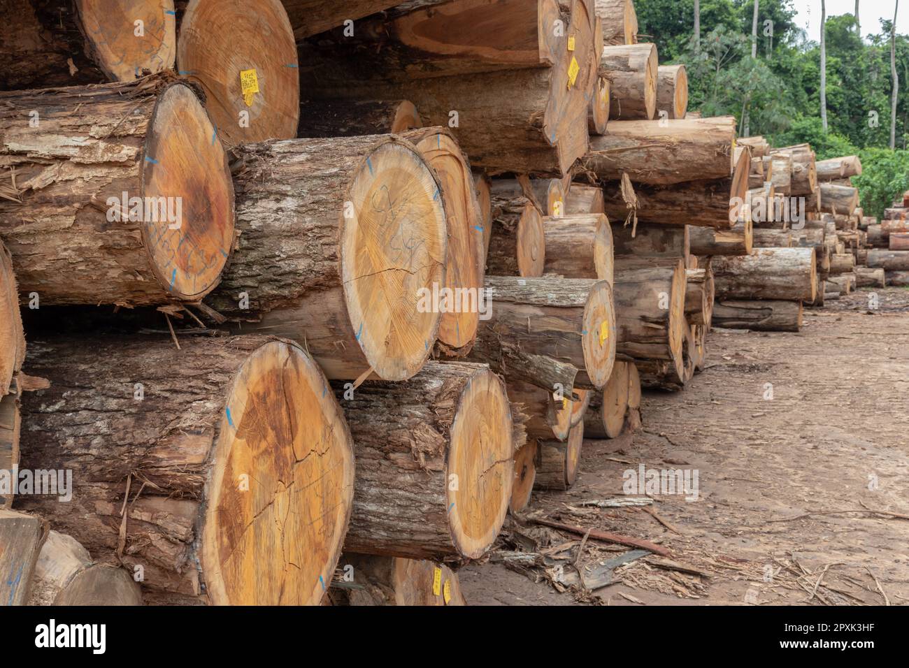 Wood log storage yard. Legally extracted from a Brazilian Amazon ...
