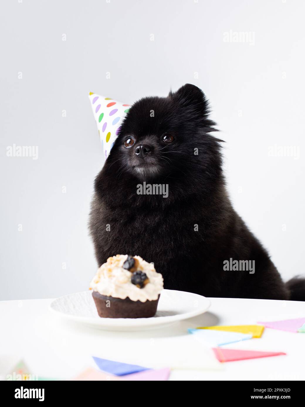 Adorable Pomeranian dog celebrating a special event with a colorful ...
