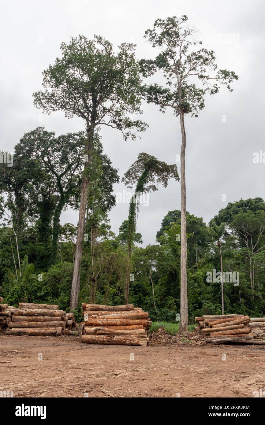 Wood log storage yard. Legally extracted from a Brazilian Amazon ...