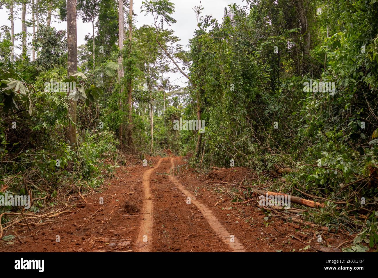 Dirt road inside a dense area of brazilian Amazon rainforest Stock ...