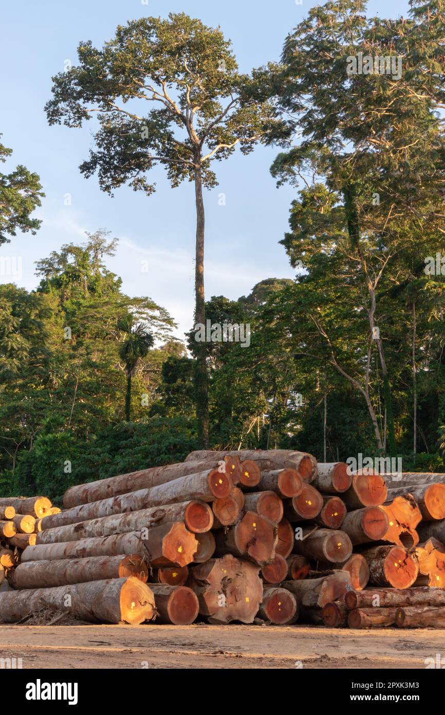 Wood log storage yard. Legally extracted from a Brazilian Amazon ...