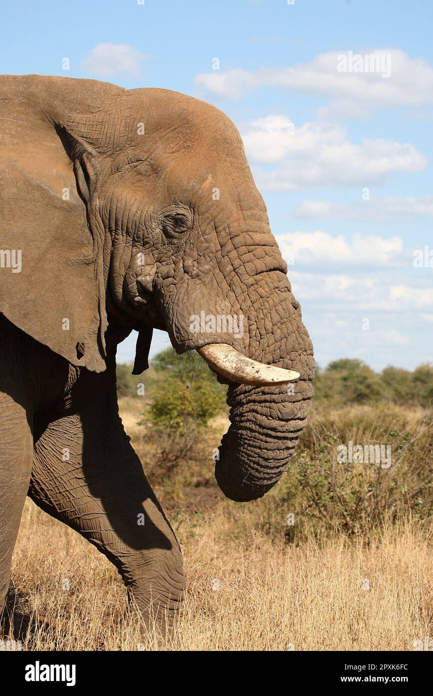Afrikanischer Elefant / African elephant / Loxodonta africana Stock ...