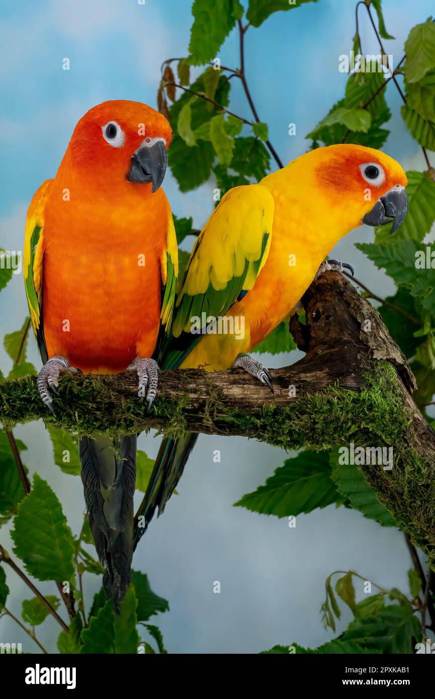 Igginosbirdpics hi-res stock photography and images - Alamy