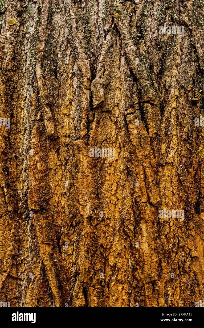 Old tree crust painted in yellow as background Stock Photo - Alamy