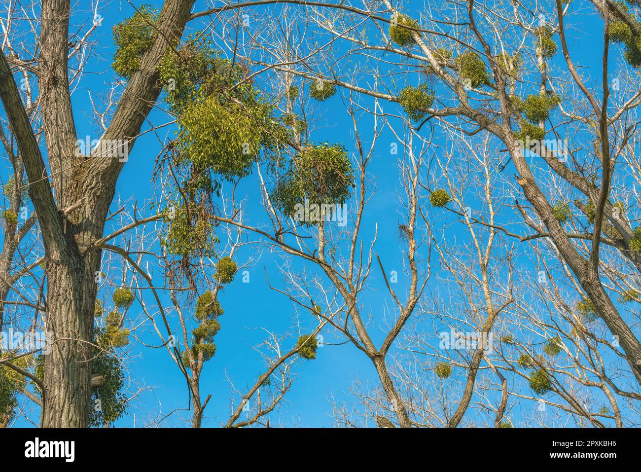 Witches broom is a tree deformity, dense mass of shoots grows from a ...